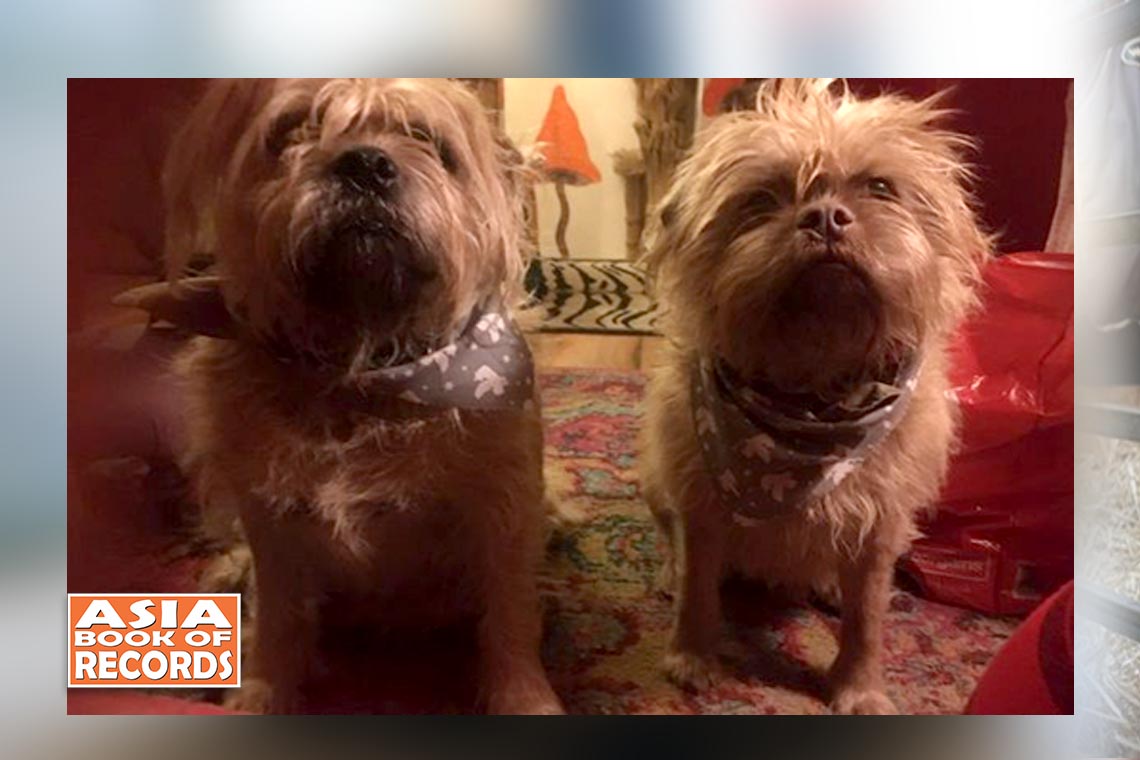 Dogs that ‘talk’ and have human-like features leave onlookers ...