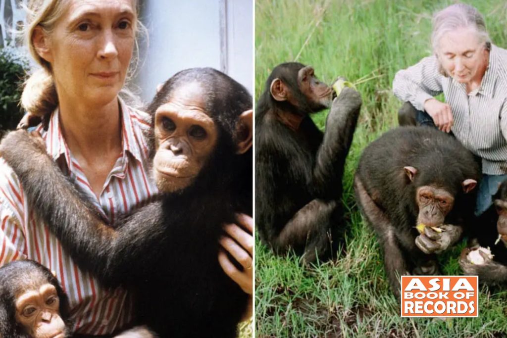 Longest chimpanzee study - Asia Book of Records