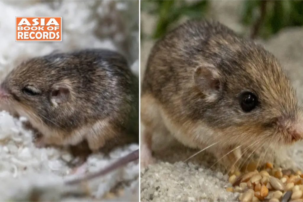 Oldest living mouse in the world - Asia Book of Records