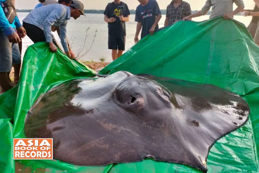 World’s largest freshwater fish caught - Asia Book of Records
