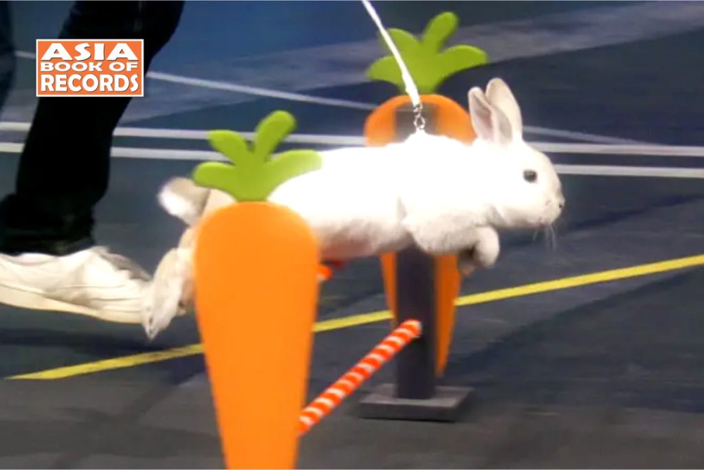 Fastest rabbit to complete 10 jumps - Asia Book of Records