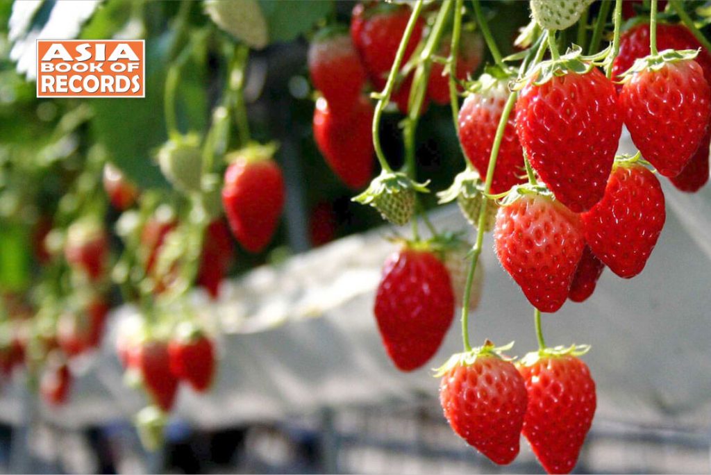 Unique variety of Strawberry - Asia Book of Records