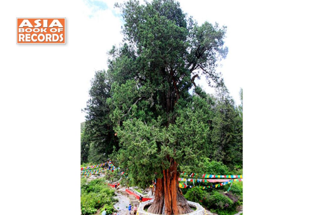 Oldest Tsangpo River cypress tree in the world - Asia Book of Records
