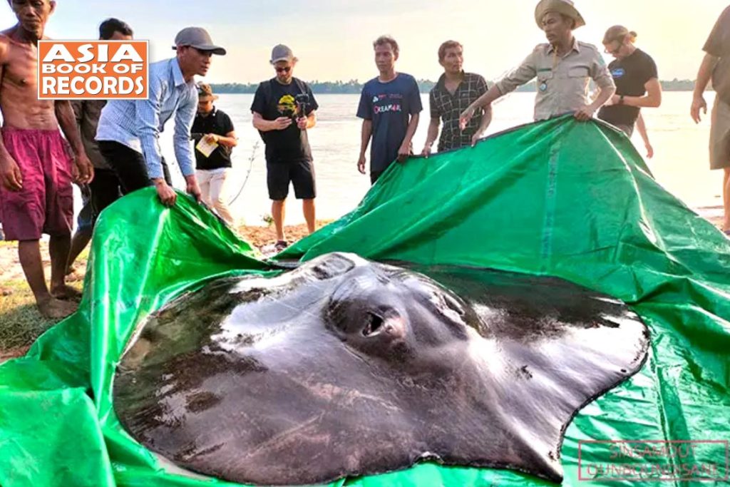 Largest freshwater stingray ever caught - Asia Book of Records